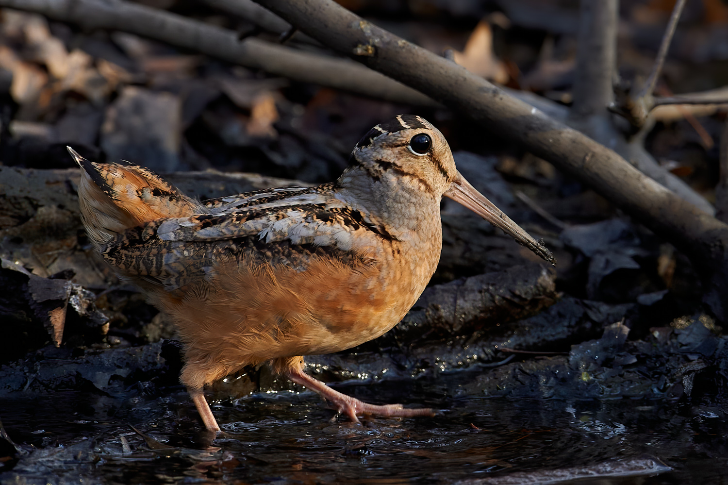 Birds of New York | Shorebirds