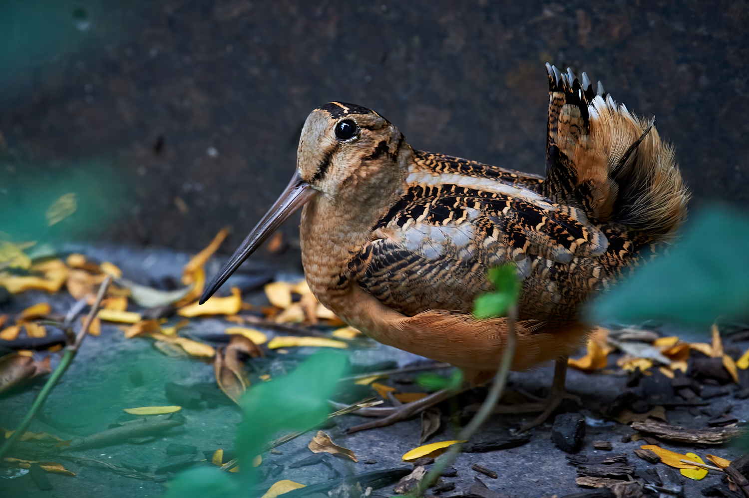 Birds of New York | Shorebirds