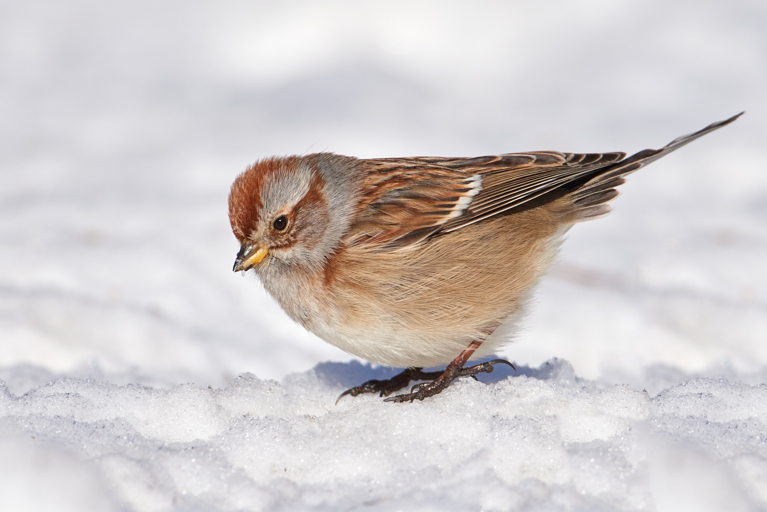 Birds of New York | Sparrows and Relatives