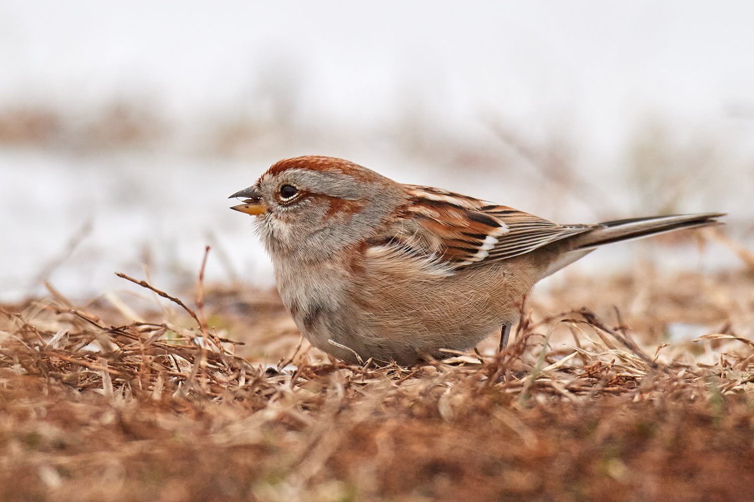 Birds of New York | Sparrows and Relatives