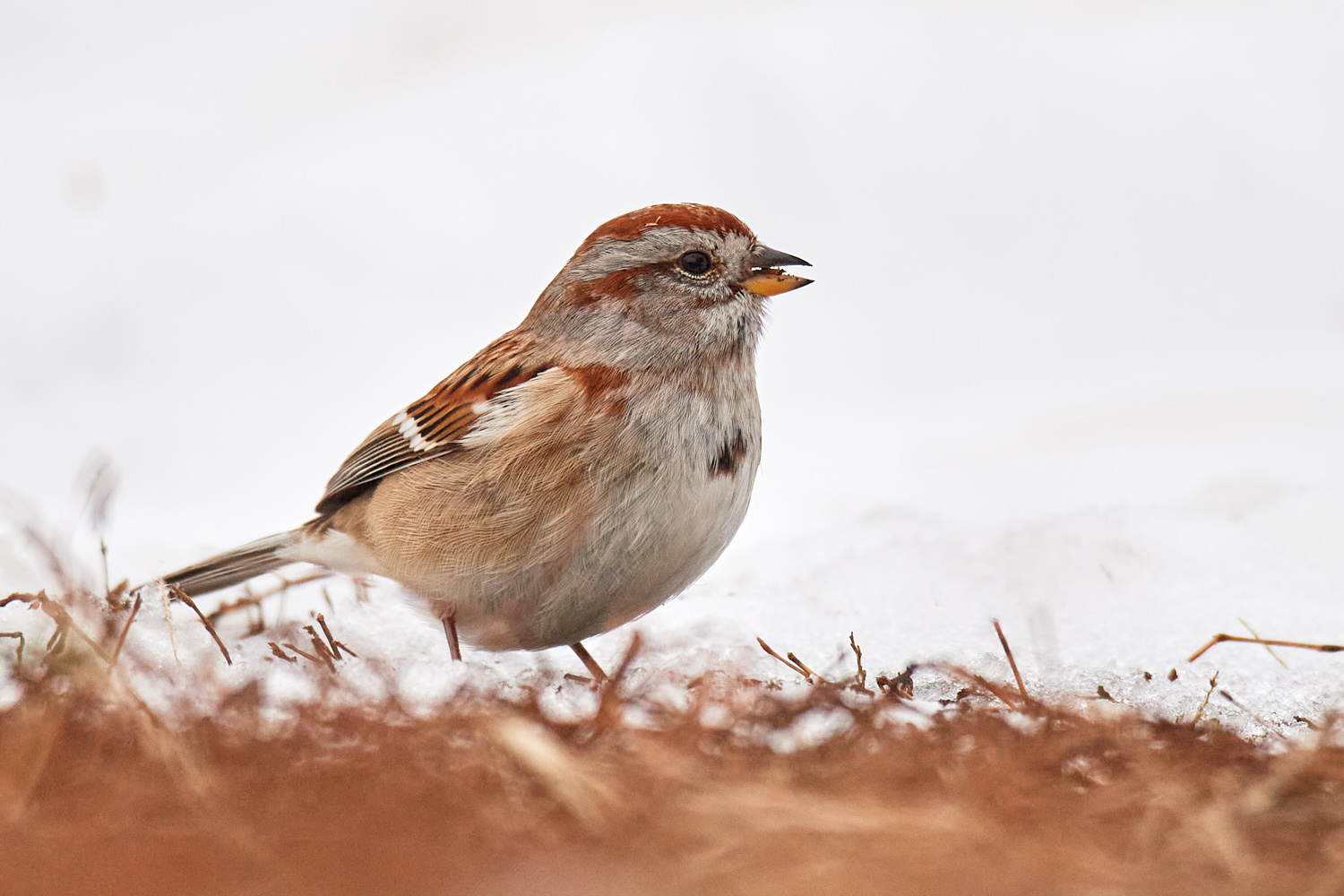 Birds of New York | Sparrows and Relatives