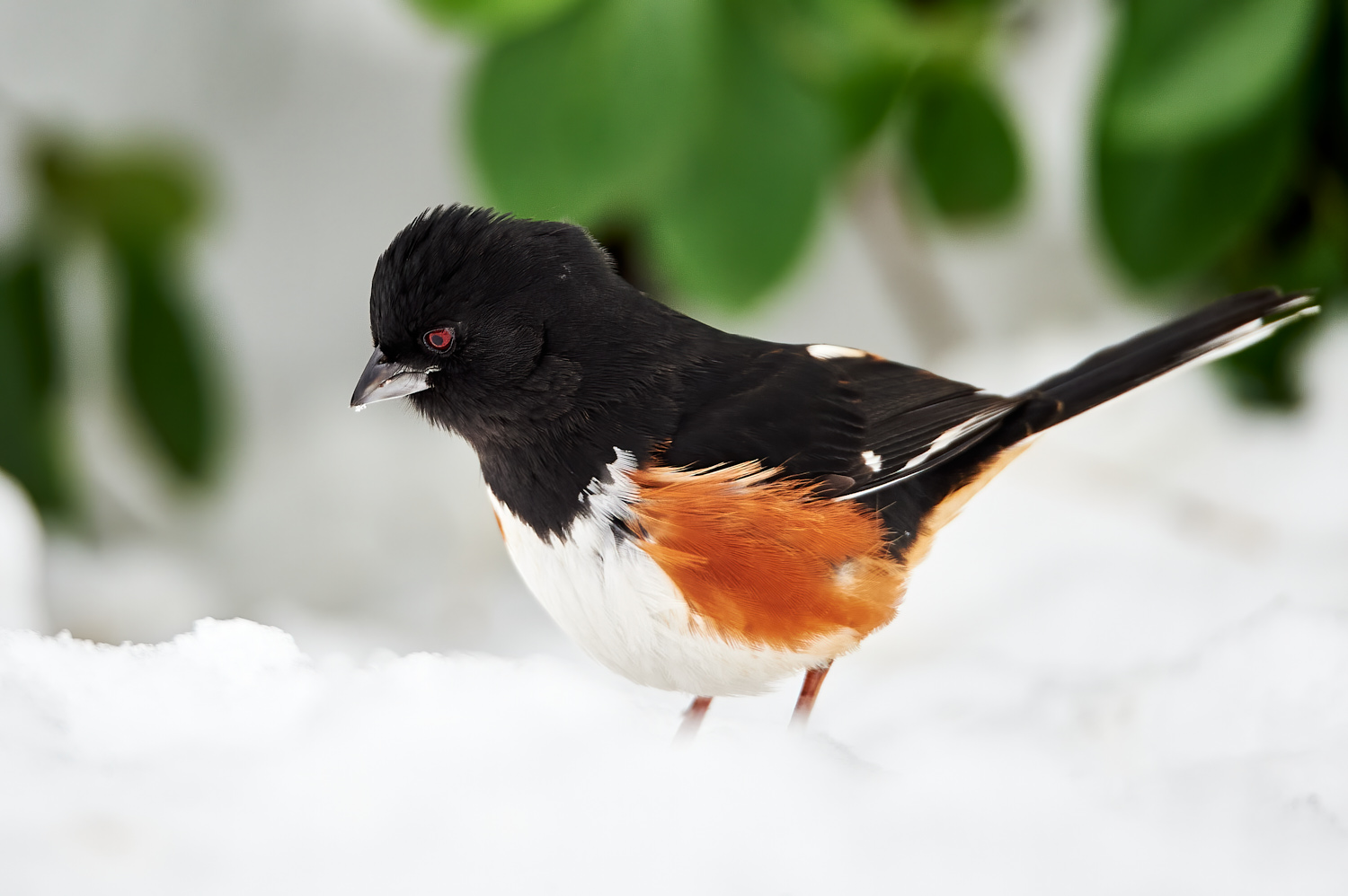 Birds of New York | Sparrows and Relatives