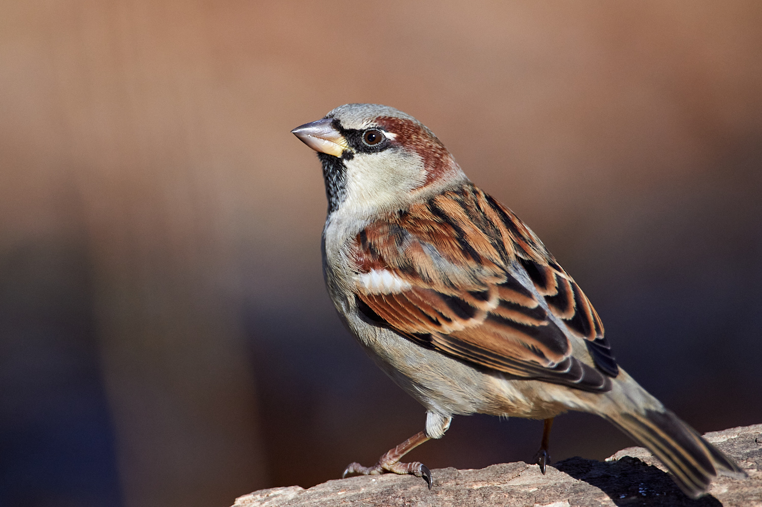 Birds of New York | Sparrows and Relatives