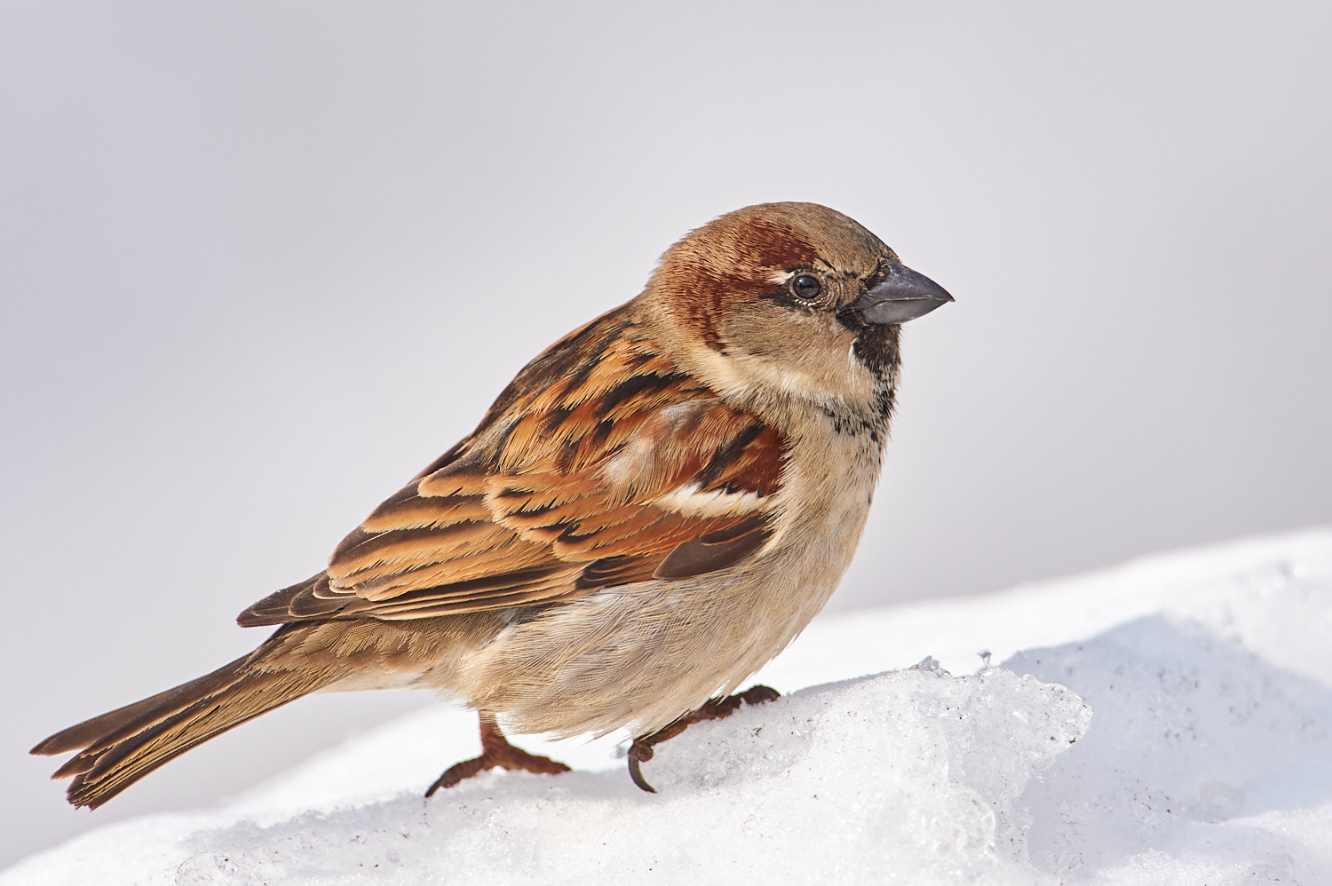 Birds of New York | Sparrows and Relatives
