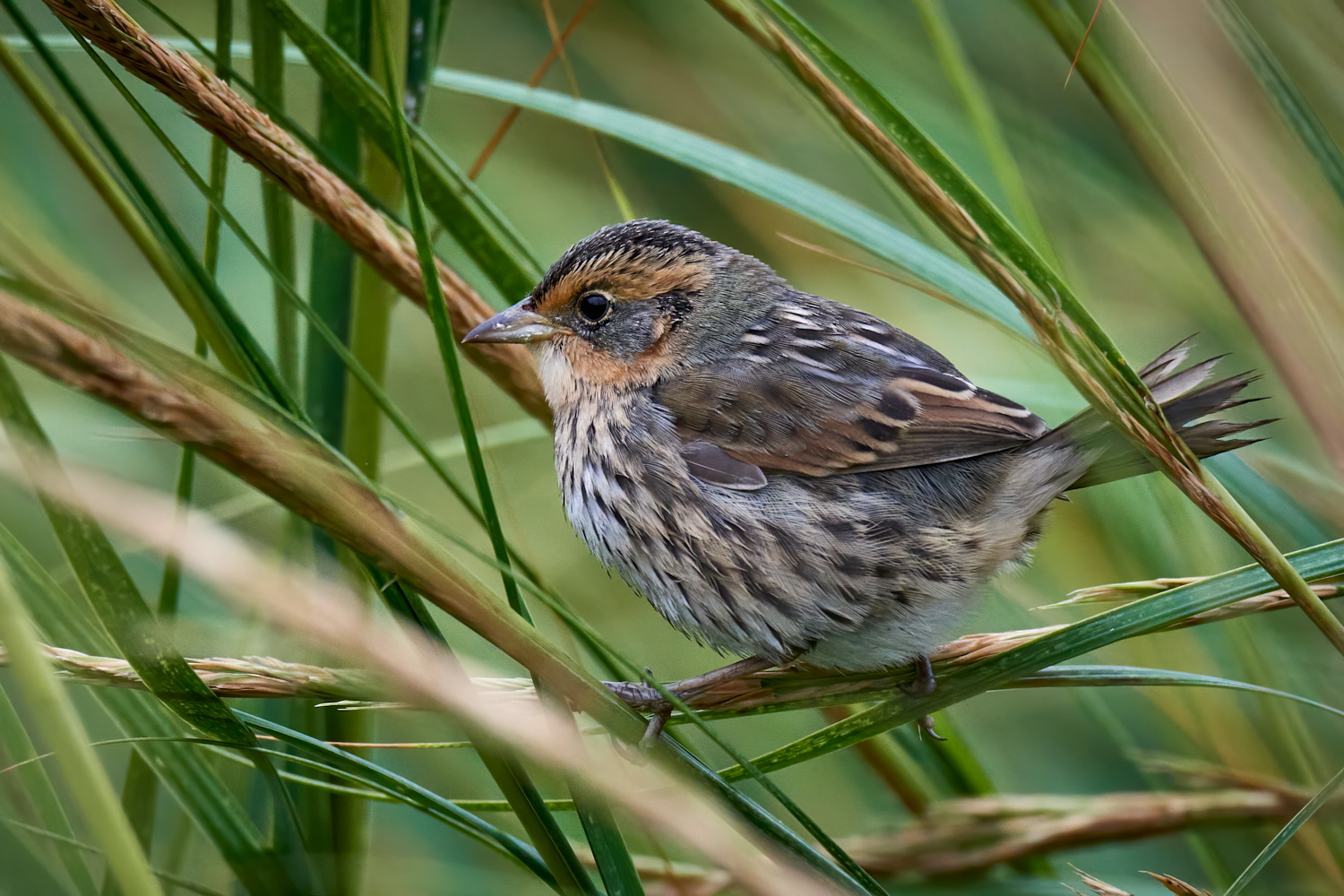 Birds of New York | Sparrows and Relatives