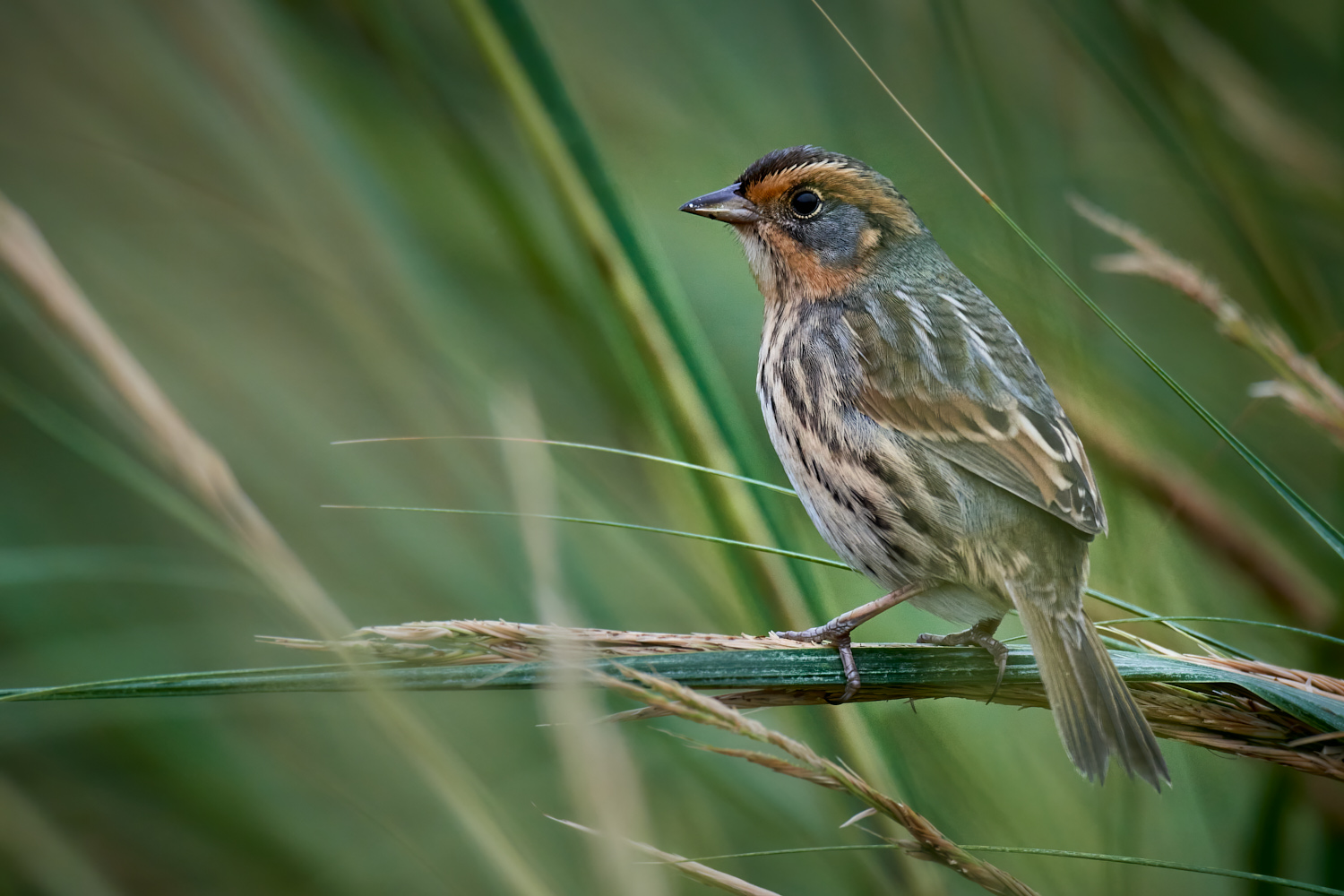 Birds of New York | Sparrows and Relatives