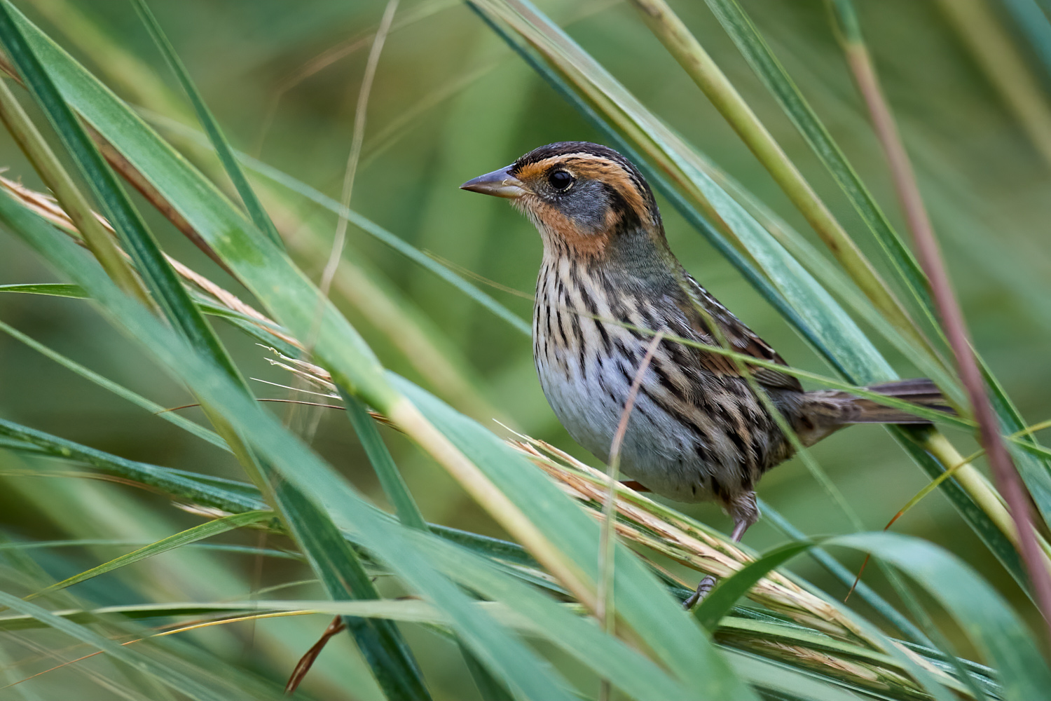 Birds of New York | Sparrows and Relatives