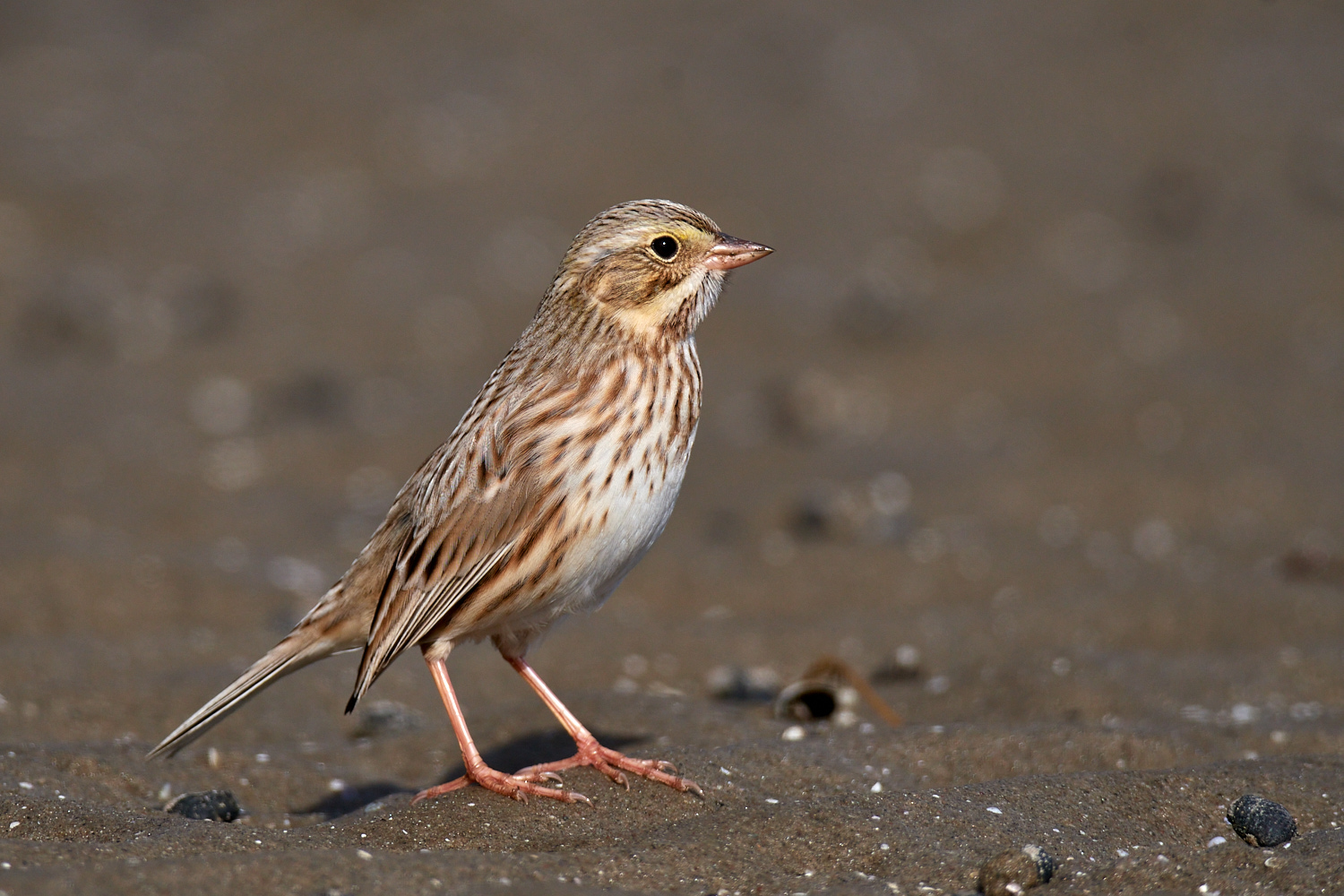 Birds of New York | Sparrows and Relatives