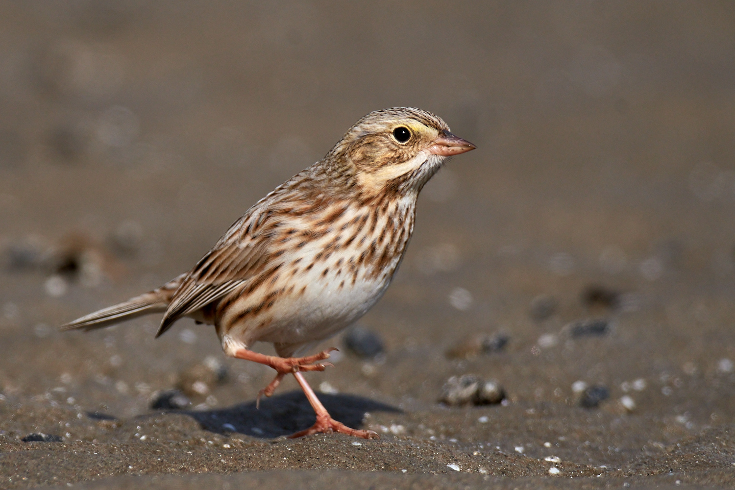 Birds of New York | Sparrows and Relatives