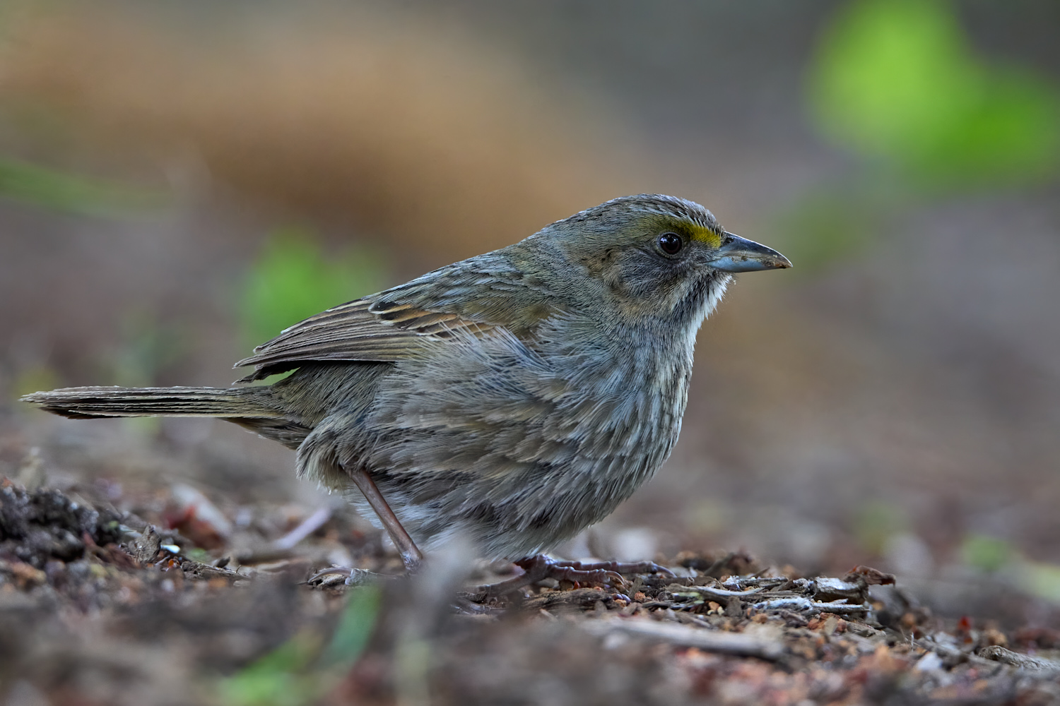 Birds of New York | Sparrows and Relatives