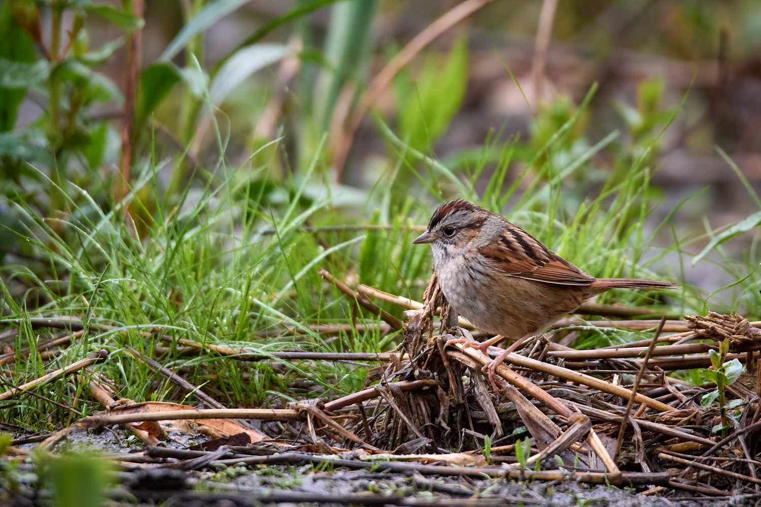 Birds of New York | Sparrows and Relatives