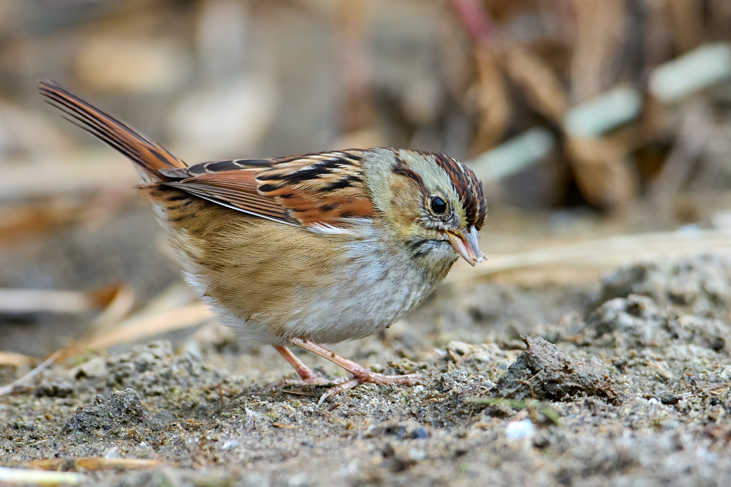 Birds of New York | Sparrows and Relatives