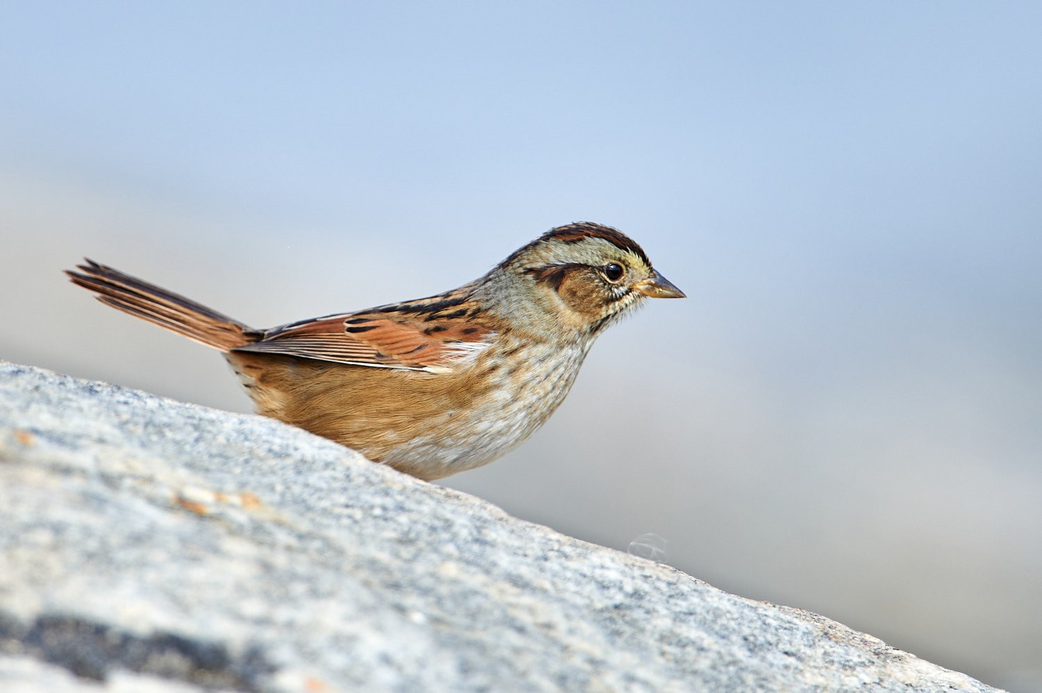 Birds of New York | Sparrows and Relatives