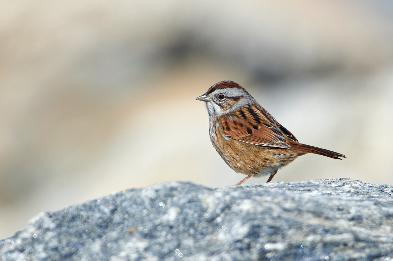 Birds of New York | Sparrows and Relatives