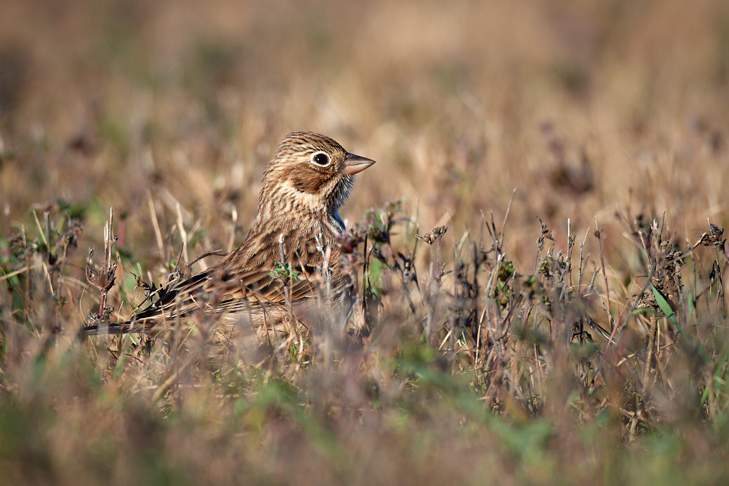 Birds of New York | Sparrows and Relatives