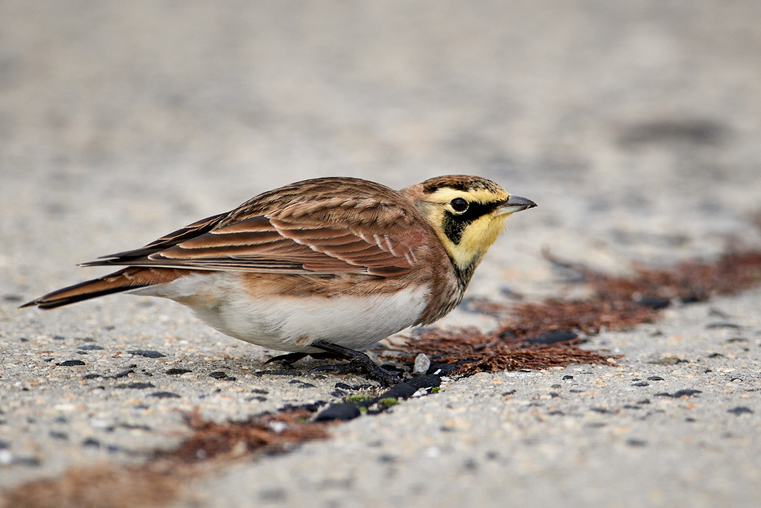Birds of New York | Swallows, Larks, and Kinglets