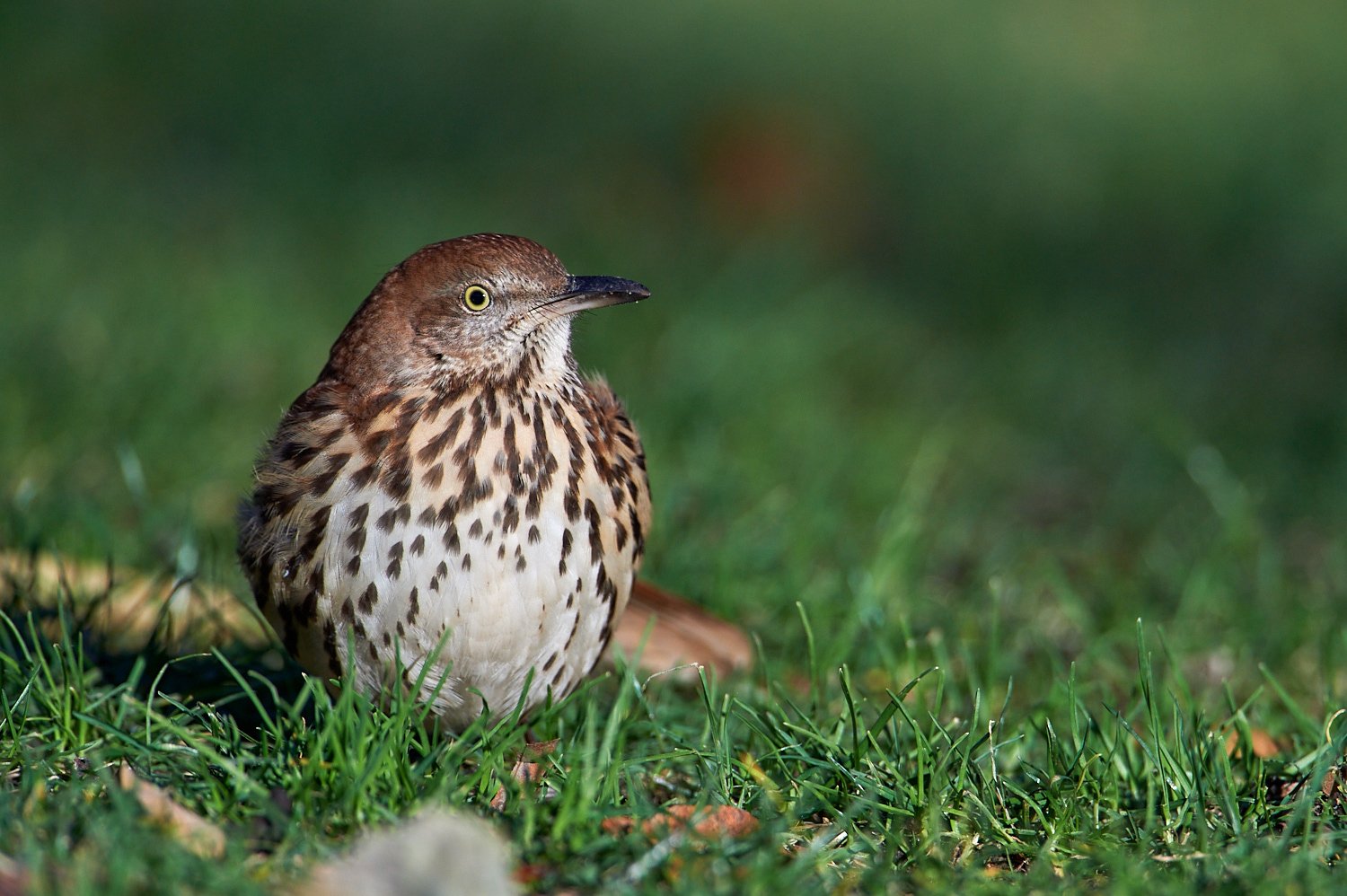 Birds of New York | Thrushes, Thrashers, and Relatives