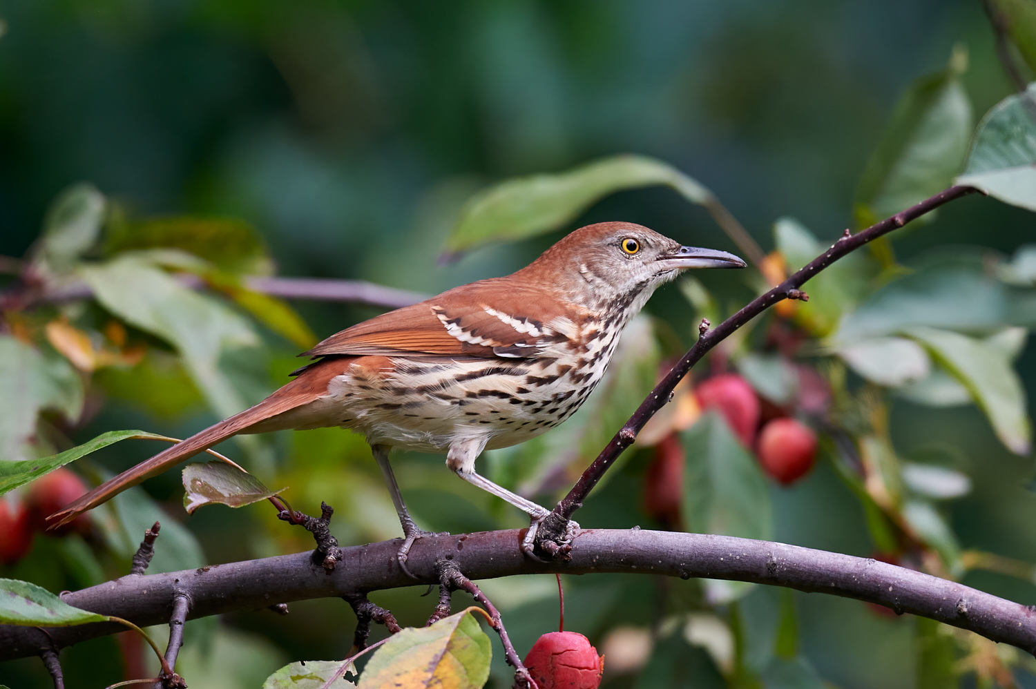 Birds of New York | Thrushes, Thrashers, and Relatives