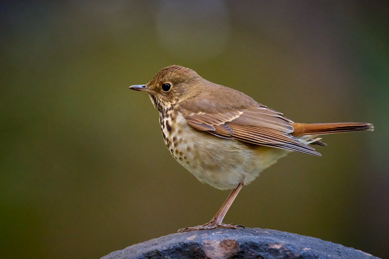 Birds of New York | Thrushes, Thrashers, and Relatives