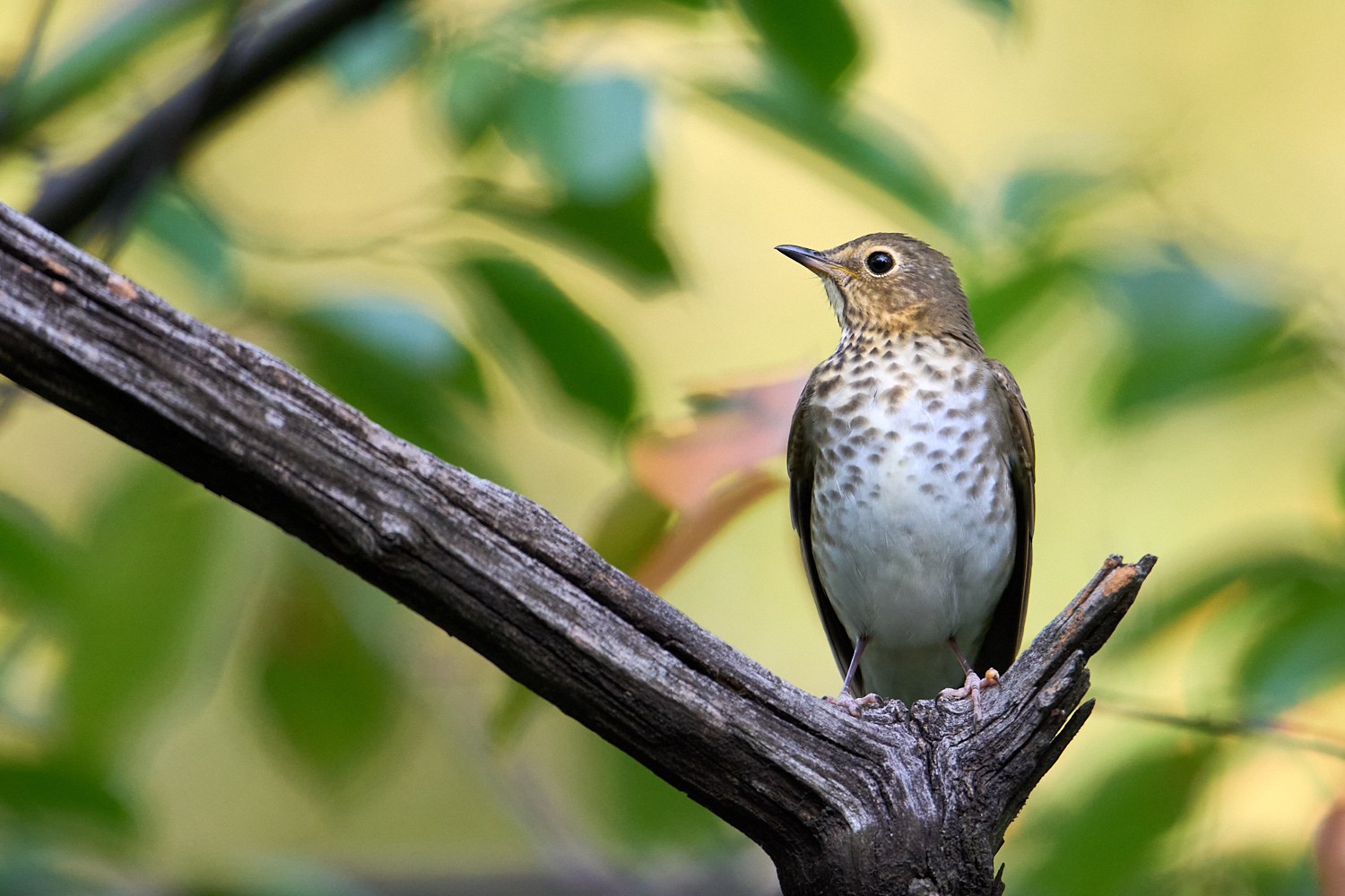 Birds of New York | Thrushes, Thrashers, and Relatives