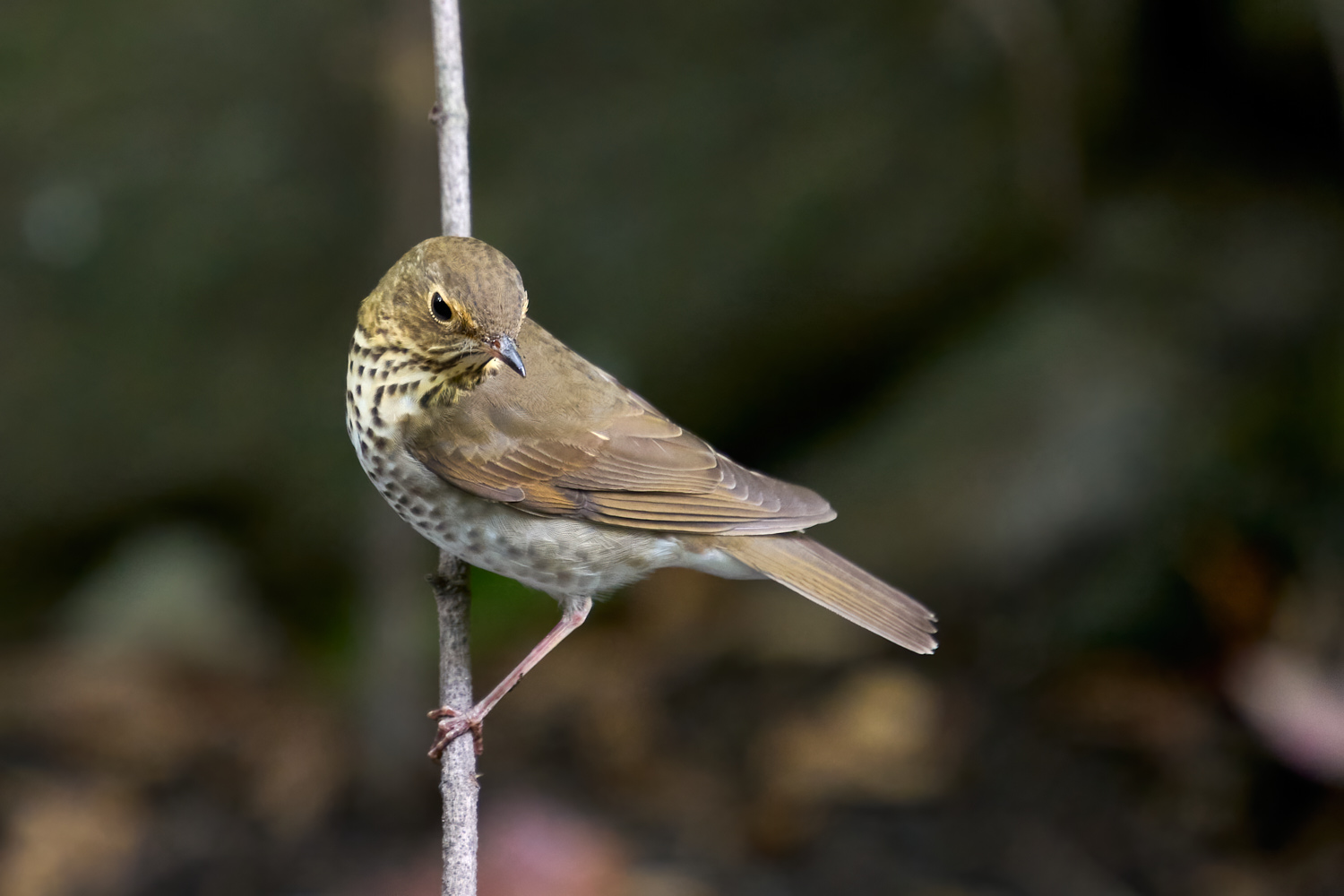 Birds of New York | Thrushes, Thrashers, and Relatives