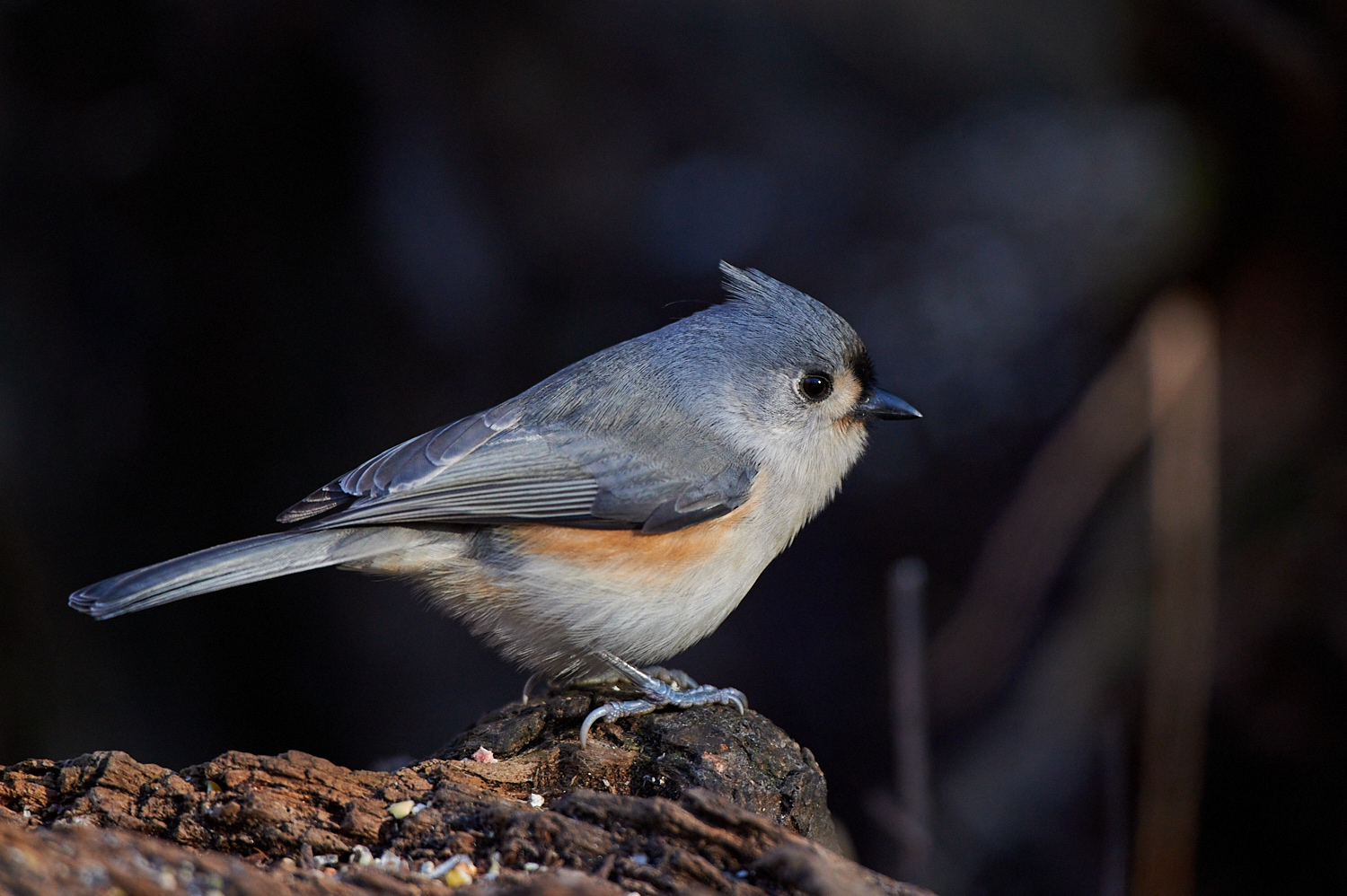Birds Of New York Tufted Titmouse