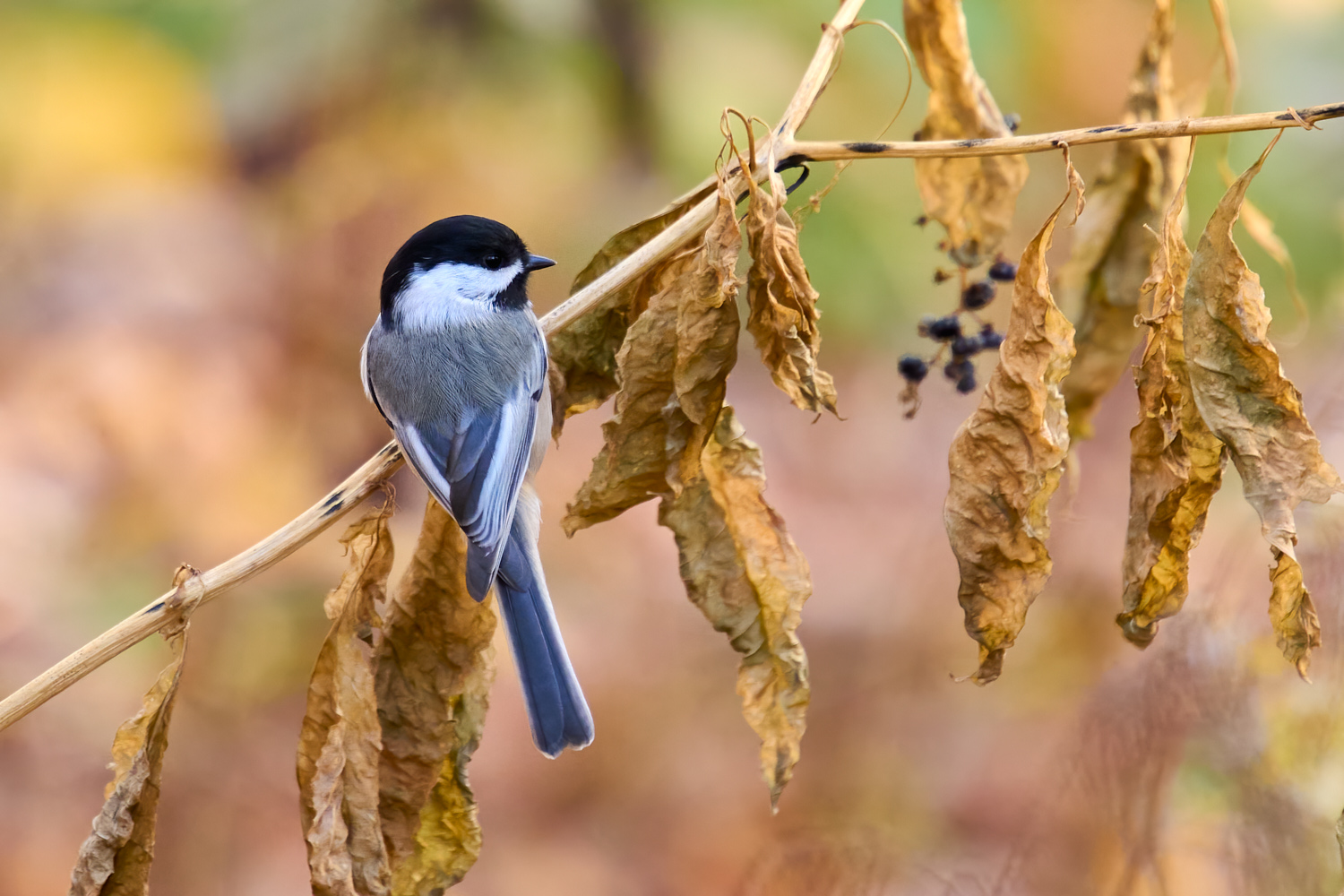 Birds of New York | Waxwings, Starlings, Chickadees, and Titmice