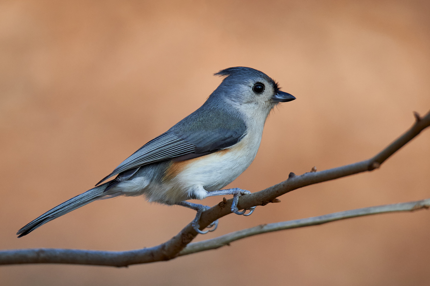 Birds of New York | Waxwings, Starlings, Chickadees, and Titmice