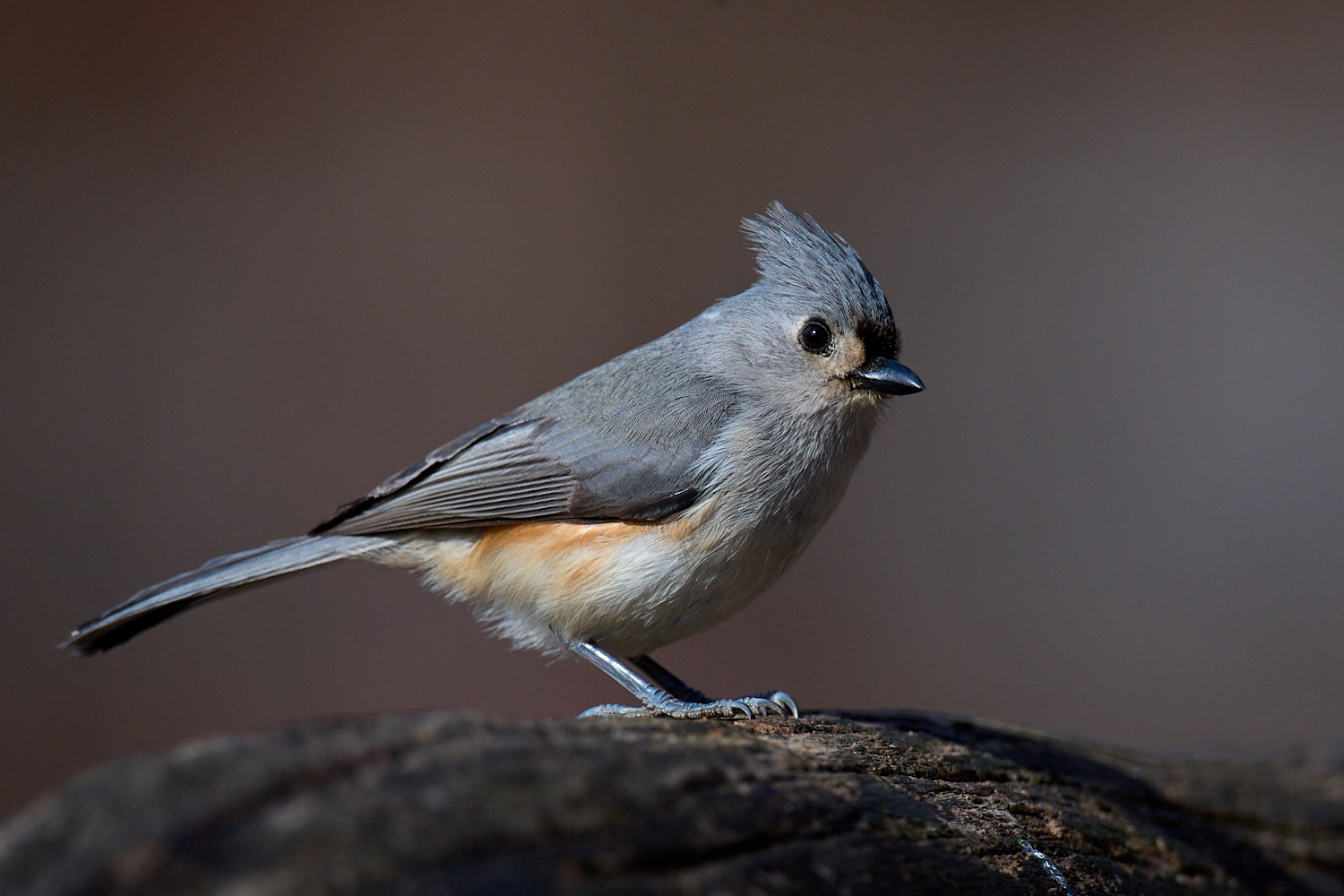 Birds of New York | Waxwings, Starlings, Chickadees, and Titmice