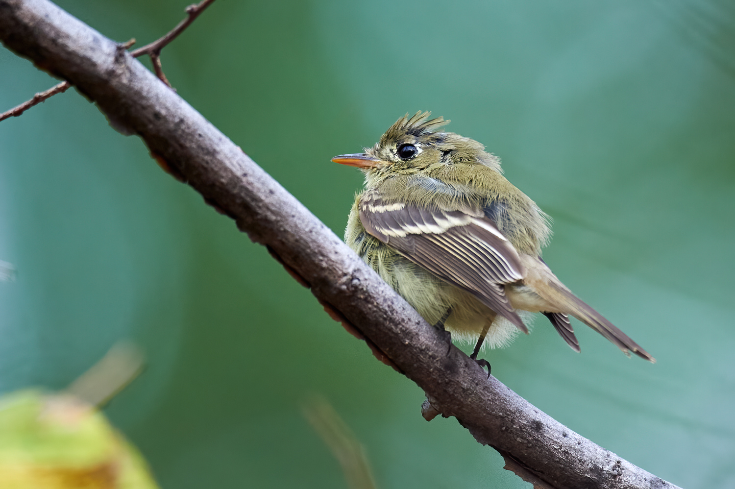 Birds of New York | Western_Flycatcher