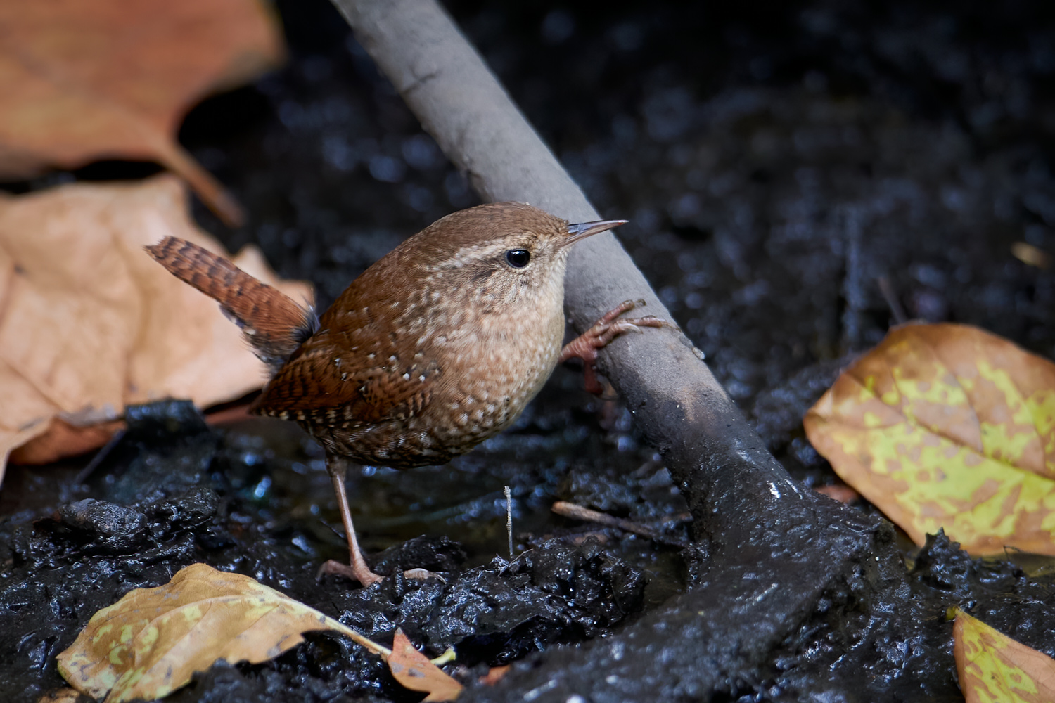 Birds of New York | Wrens and Gnatcatchers